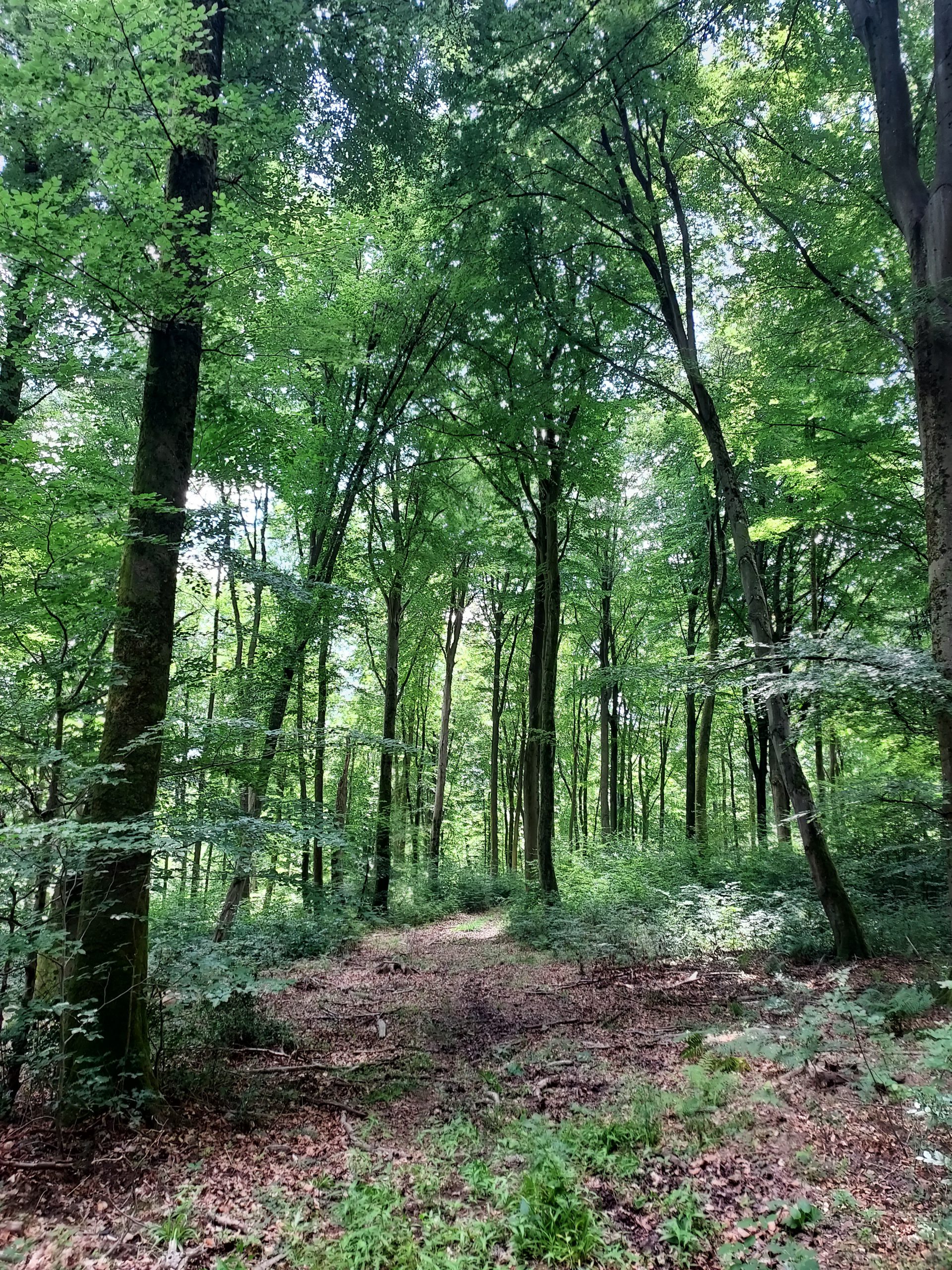 Autour de la forêt de Retz... - Phileas